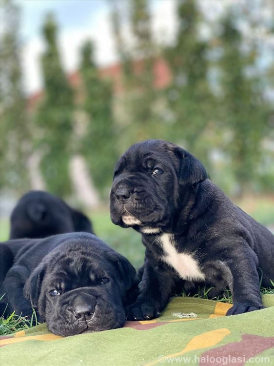Cane corso štene | Halo Oglasi