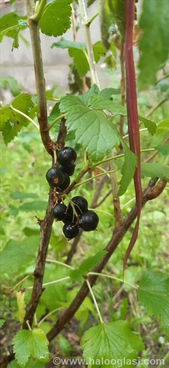 Crna ribizla | Halo Oglasi