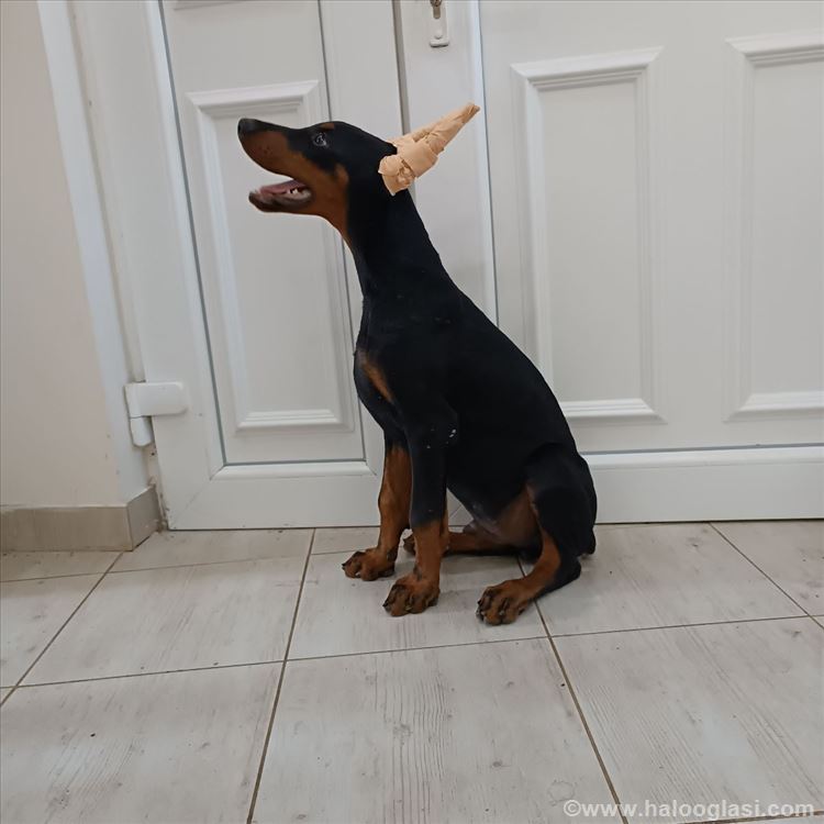 Doberman, štene | Halo Oglasi
