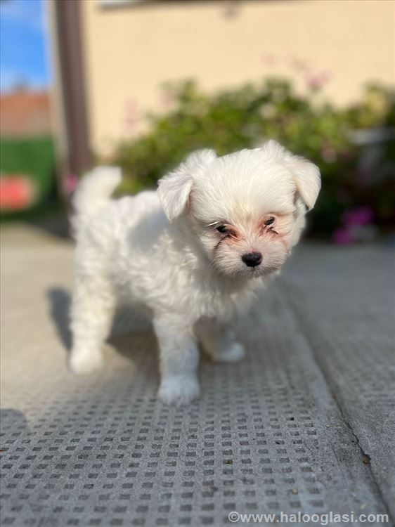 Maltezer, štene | Halo Oglasi