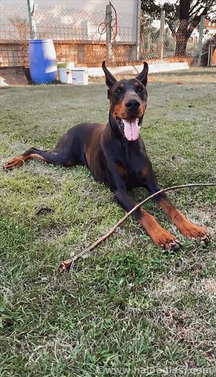 Doberman, mlad pas | Halo Oglasi