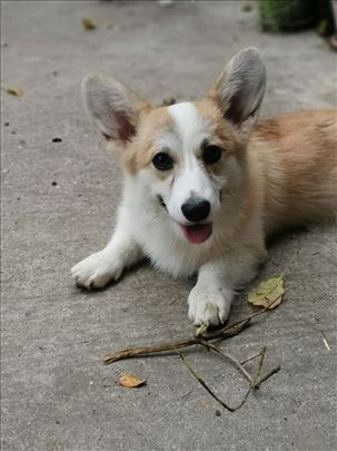 Prodaja pasa i psi na poklon Velški korgi pembrok | Halo oglasi