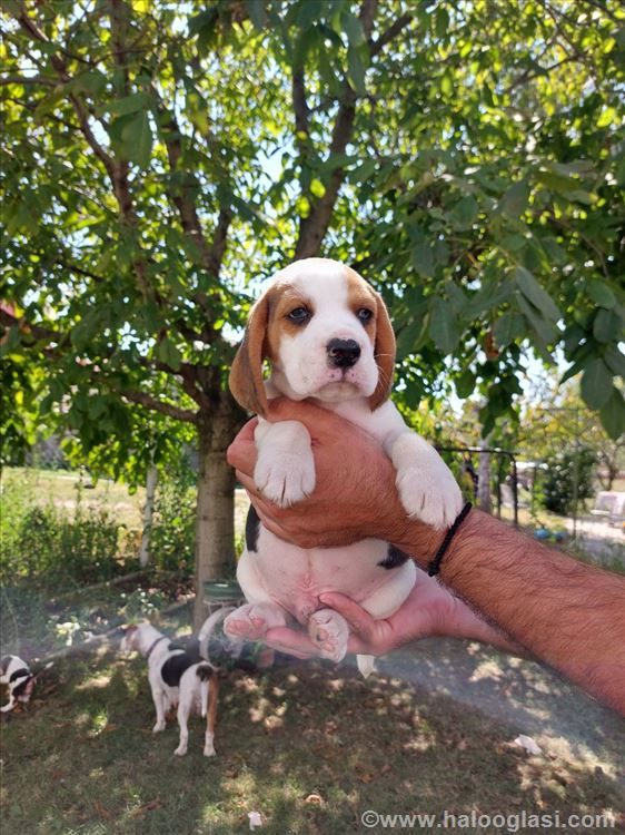 Bigl, štene | Halo Oglasi