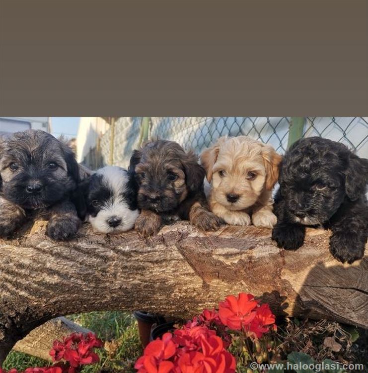 Havanski bišon, štene | Halo Oglasi