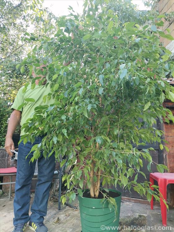 Ukrasno stablo Bendžamin | Halo Oglasi