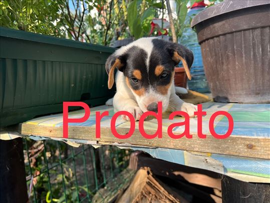 Prodaja pasa i psi na poklon Džek Rasel terijer | Halo oglasi