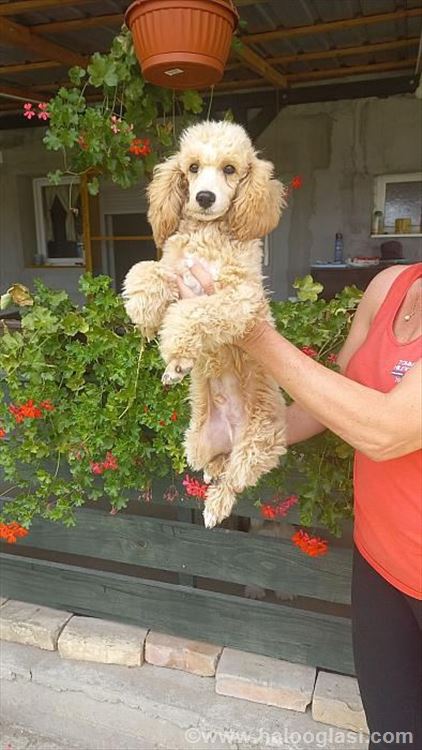 Patuljasta pudla stenci | Halo Oglasi