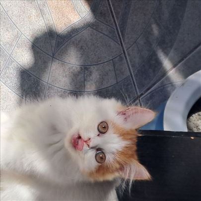 Prodaja mačaka i mačke na poklon Persijska mačka | Halo oglasi