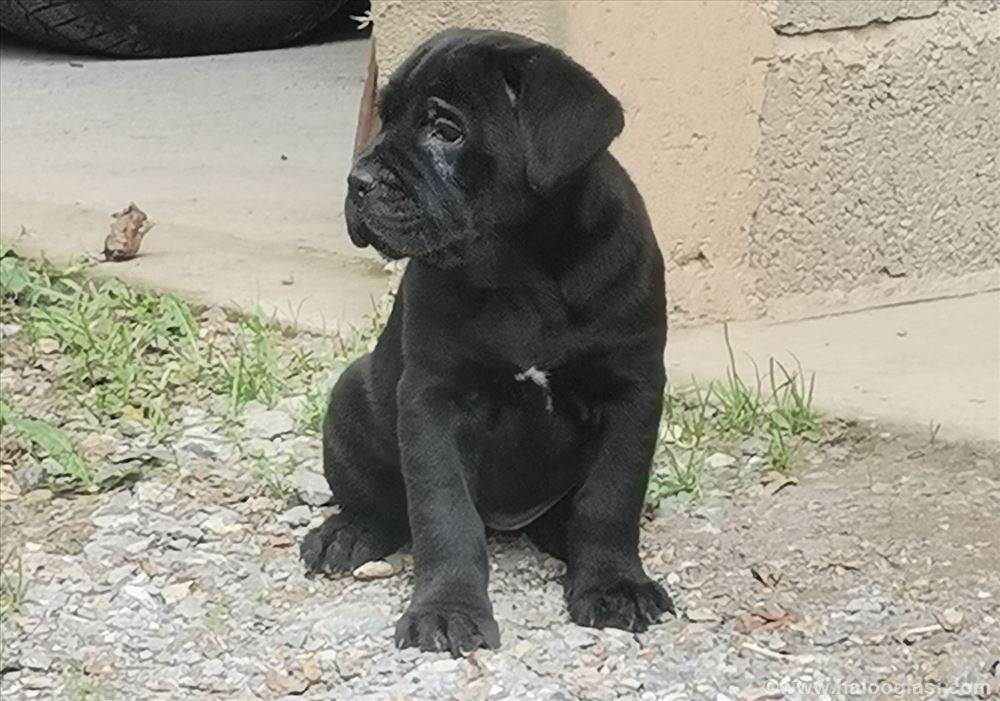 Kane korso, štene | Halo Oglasi