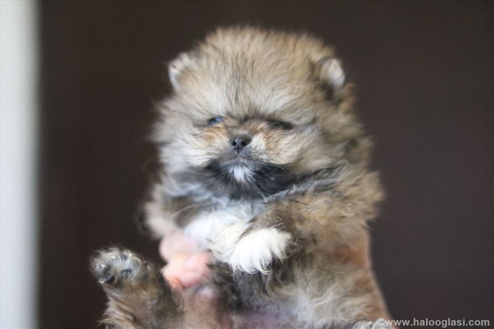 Top stene Boo pomeranca | Halo Oglasi