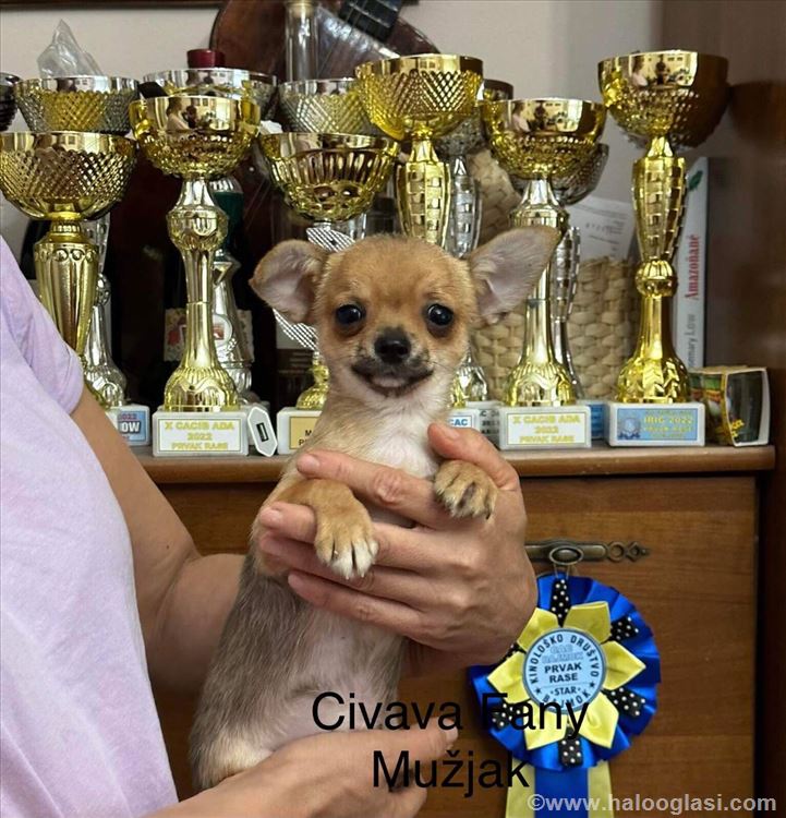 Čivava, štene | Halo Oglasi
