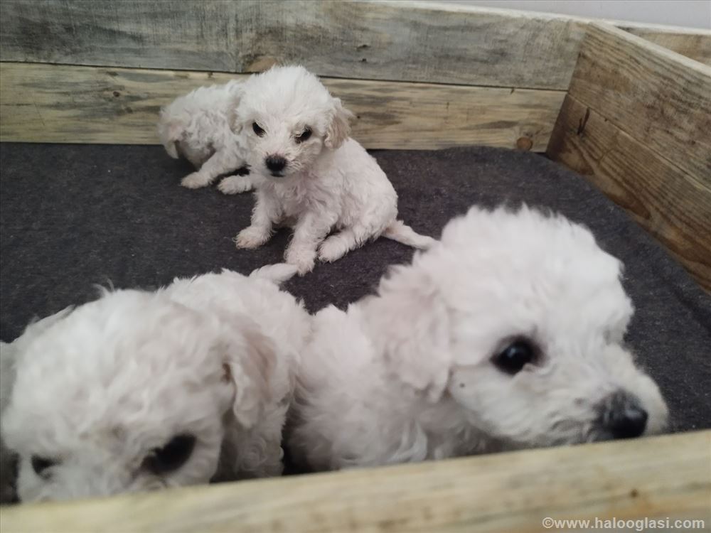 Kovrdžavi bišon, štene | Halo Oglasi