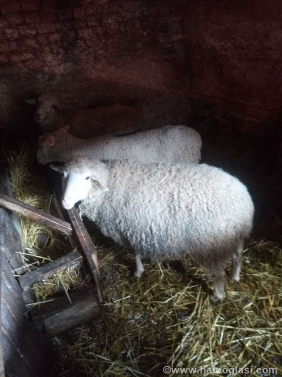 Prodajem ovna za klanje,ili priplod | Halo Oglasi