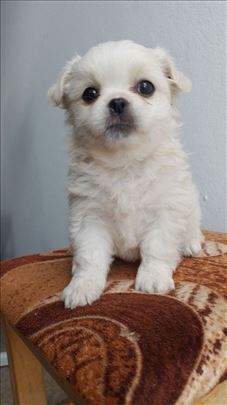 Prodaja pasa i psi na poklon Pekinezer | Halo oglasi