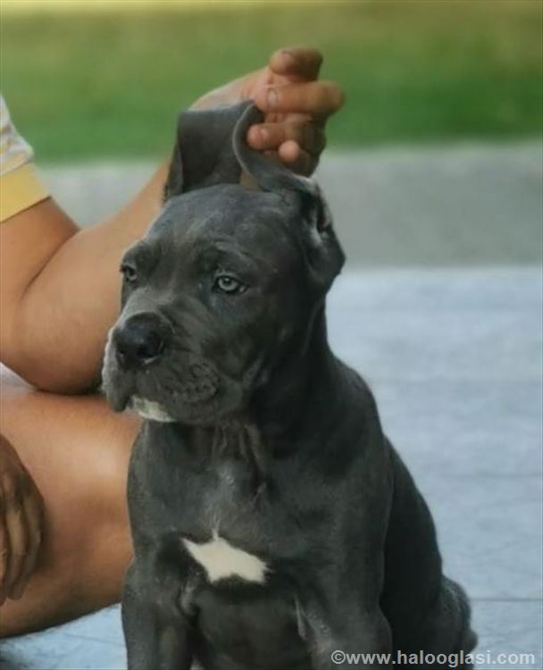 Cane corso, kane korso, štenci - Preporuka | Halo Oglasi