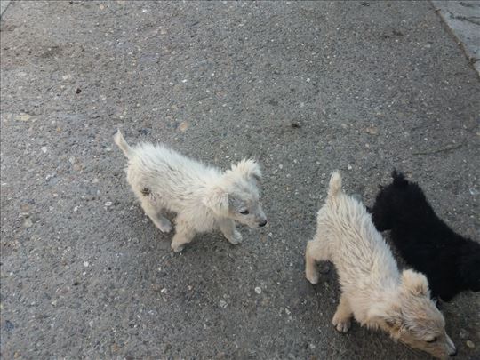 Prodaja pasa i psi na poklon Vojvođanski pulin | Halo oglasi