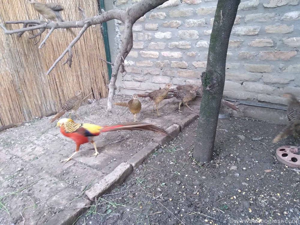 Zlatni fazani | Halo Oglasi