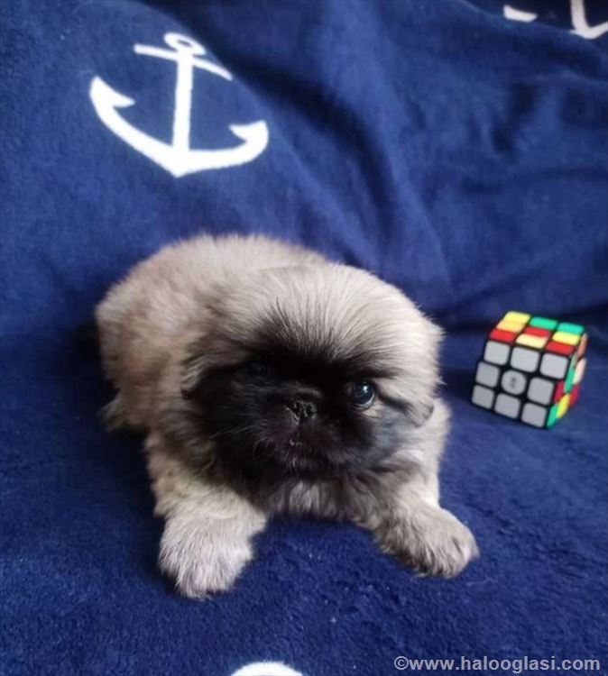 Kraljevski pekinezer prelepi štenci | Halo Oglasi