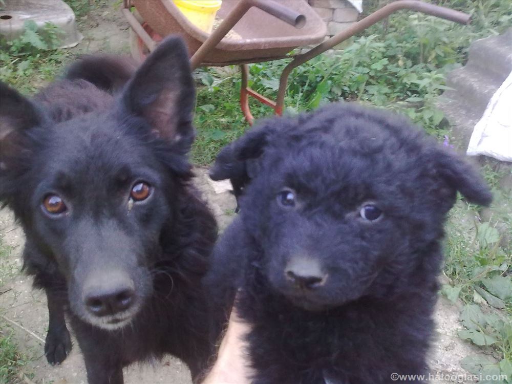 Vojvođanski pulin, štene | Halo Oglasi
