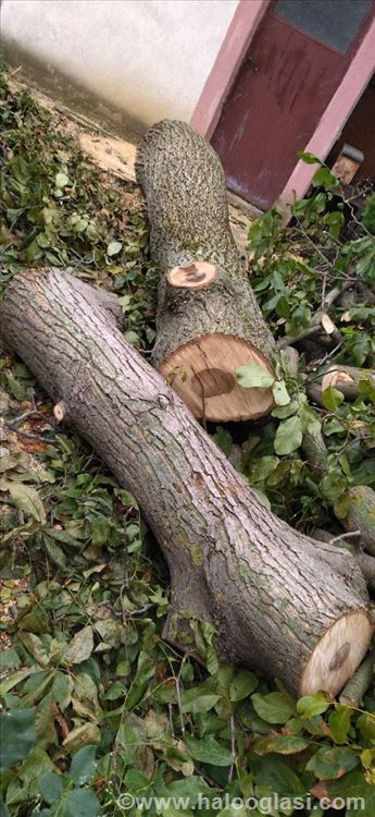 Deblo oraha | Halo Oglasi