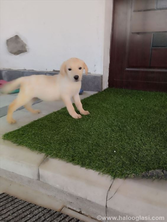 Labrador retriver, štene | Halo Oglasi