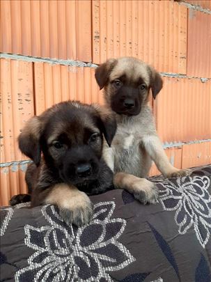 Prodaja pasa i psi na poklon Srpski odbrambeni pas | Halo oglasi