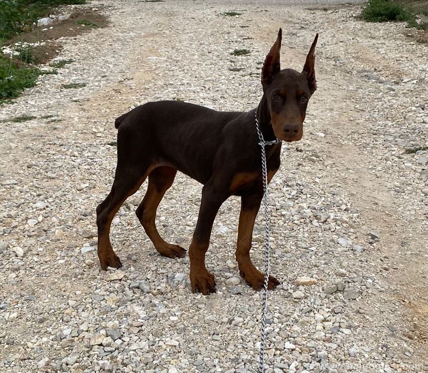 Doberman , štene | Halo Oglasi
