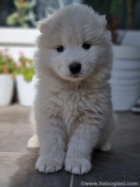 Samojed, štene | Halo Oglasi