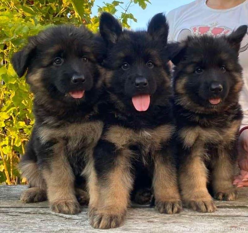 Nemački ovčar, štene | Halo Oglasi