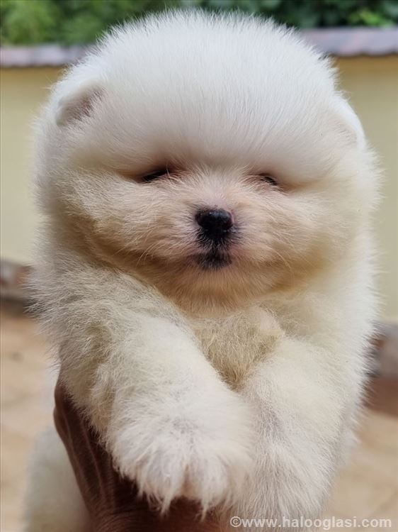 Boo pomeranci | Halo Oglasi