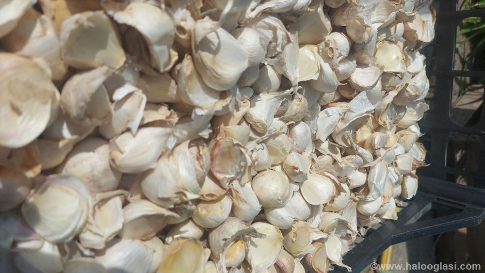 Beli luk za sejanje - Sakule | Halo Oglasi