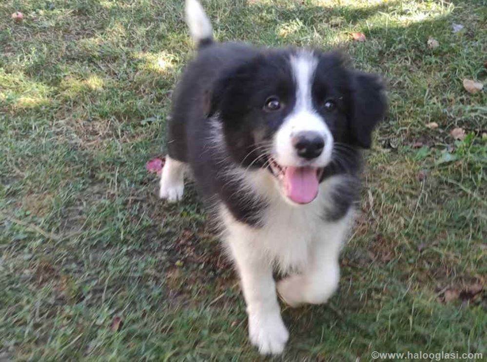Border koli vrhunski štenci | Halo Oglasi