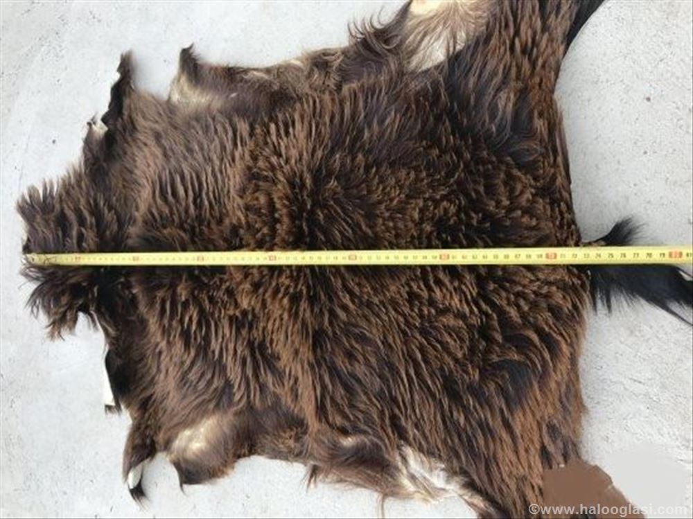 Koža, krzno, koza divlja svinja 80x70 | Halo Oglasi