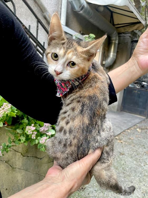 Neodoljiva Lana mala trobojna maca mače trazi dom | Halo Oglasi