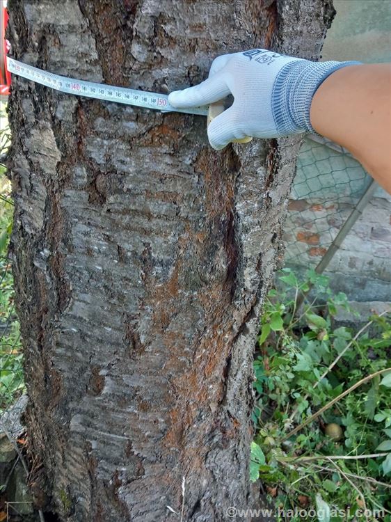 Stablo trešnje | Halo Oglasi