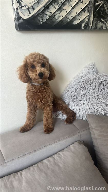 Pudla, štene | Halo Oglasi