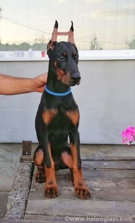 Doberman, štene | Halo Oglasi