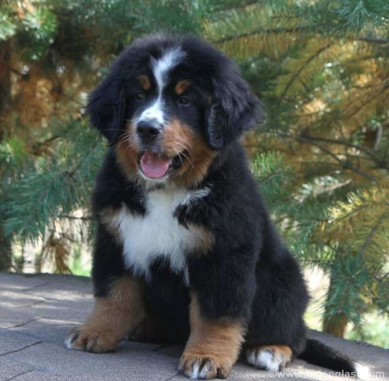 Bernski pastirski pas štenci | Halo Oglasi