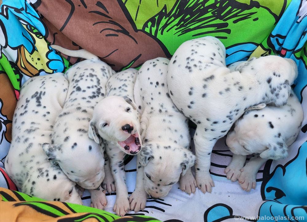 Dalmatinski pas, štene | Halo Oglasi