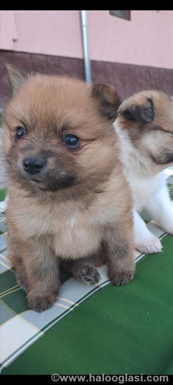 Nemački špic, štene | Halo Oglasi