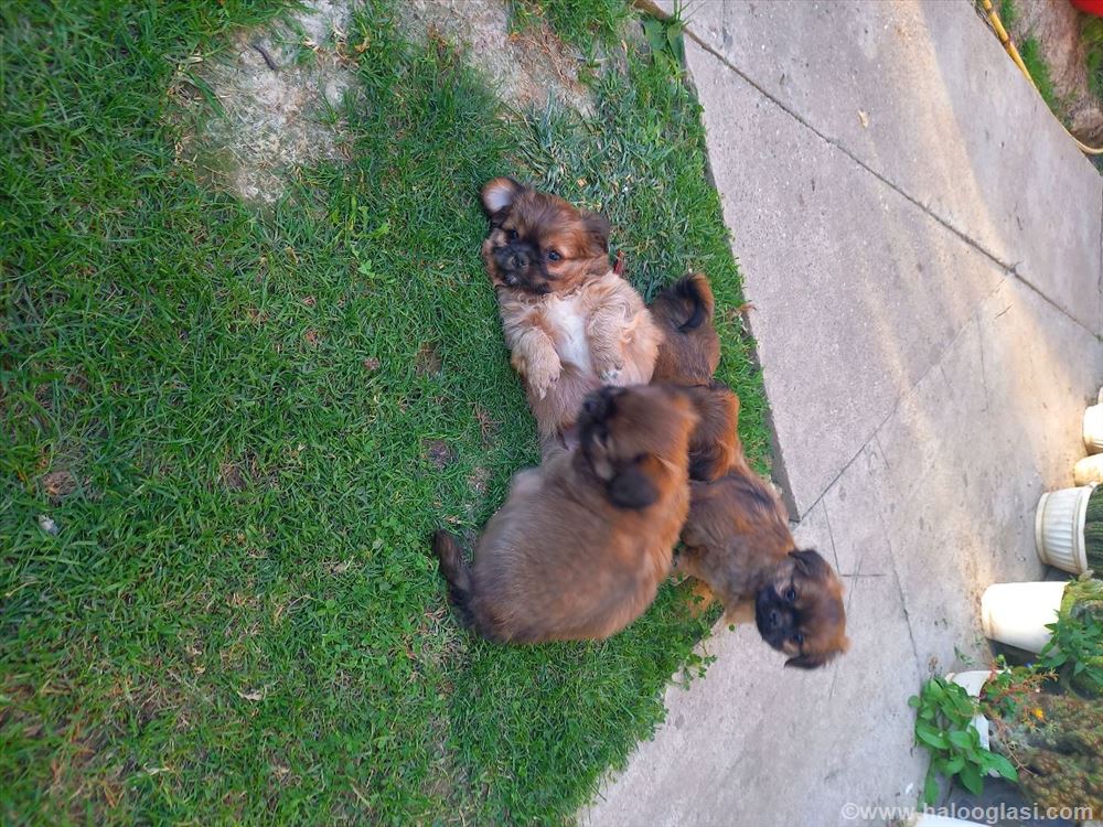 Pekinezer, štene | Halo Oglasi