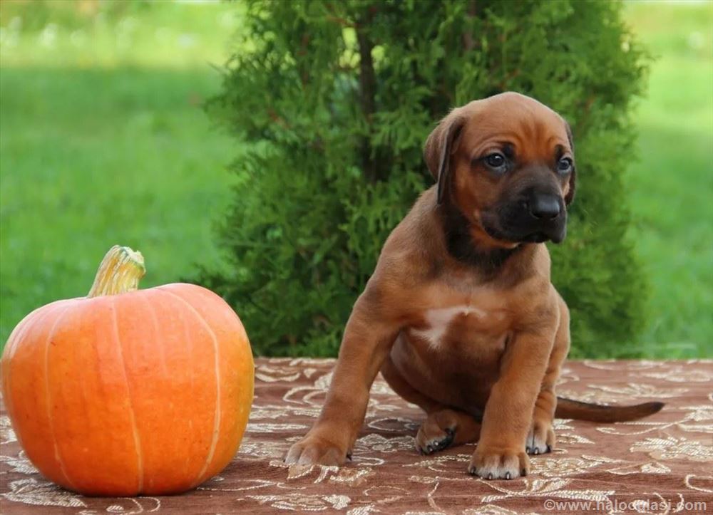 Rodezijski ridžbek štenci | Halo Oglasi