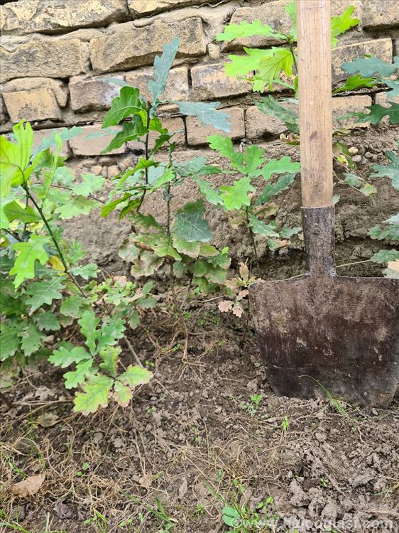 Jednogodišnje i višehodišnje sadnice hrasta Lužnja | Halo Oglasi