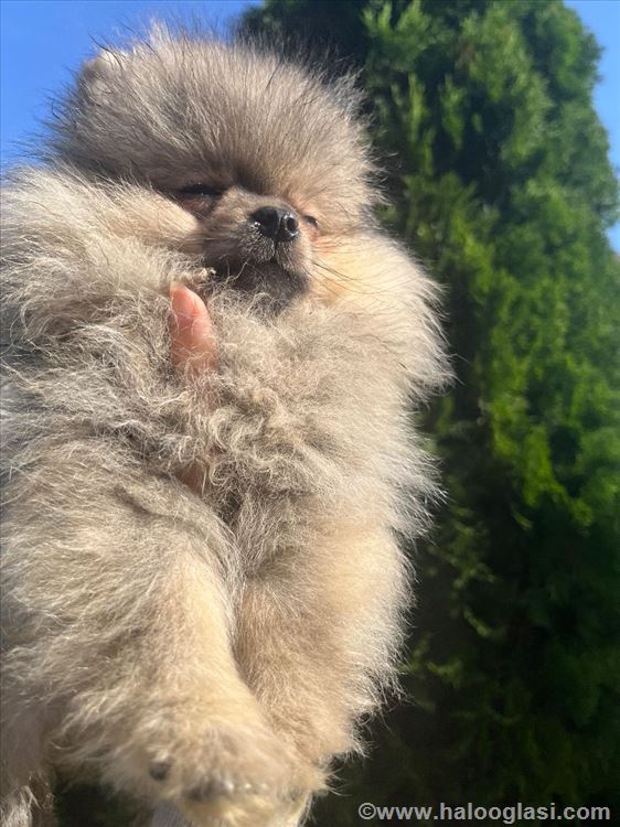 Pomeranac štene zensko | Halo Oglasi