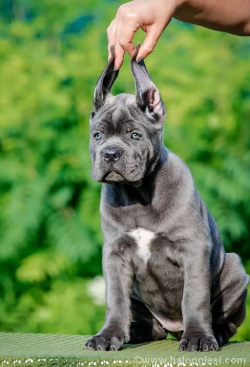 Cane corso, kane korso štenci - Preporuke | Halo Oglasi