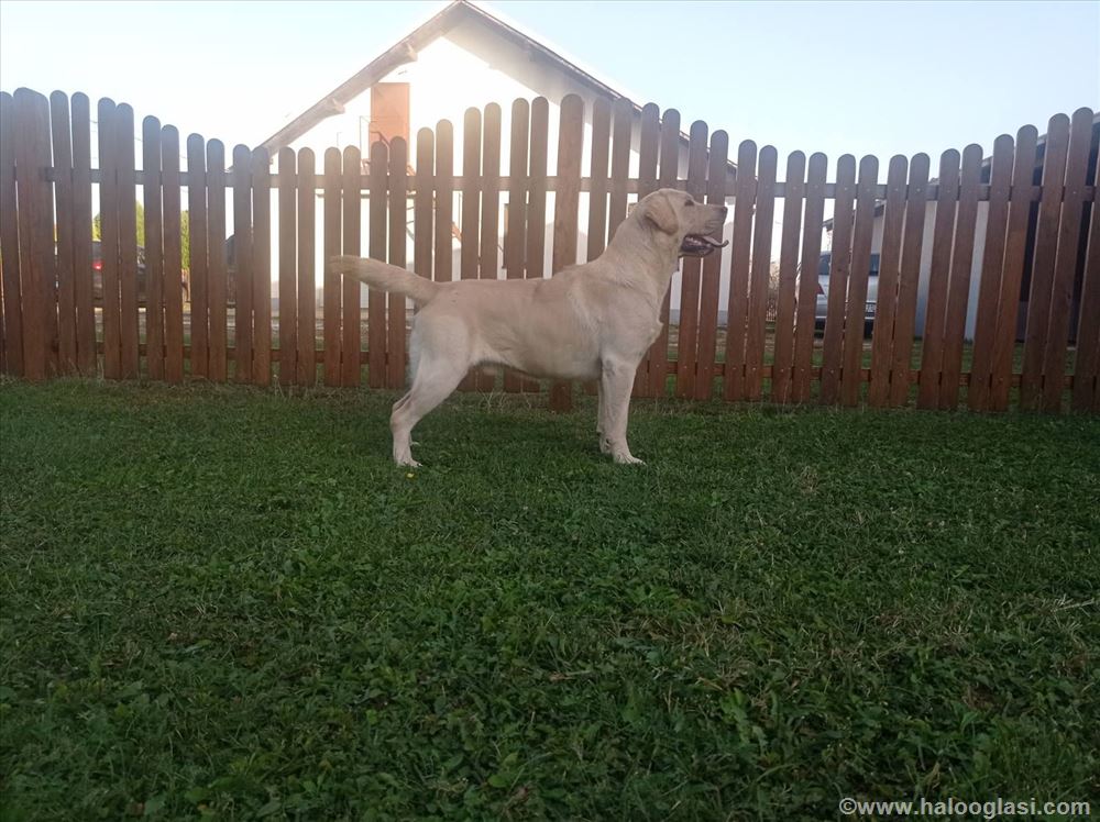 Labrador retriver, mlad pas | Halo Oglasi
