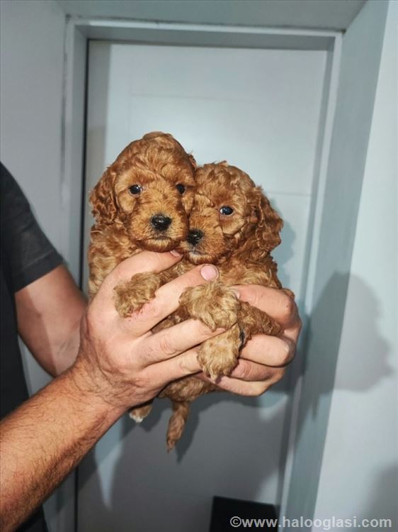 Toy Pudla, štene | Halo Oglasi