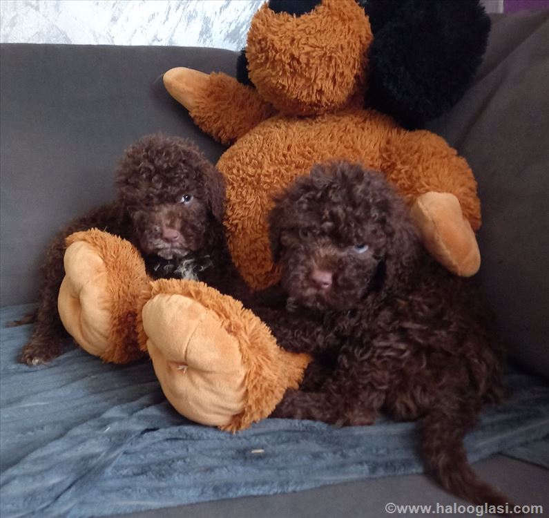 Lagotto romanjolo, čarobne bebe | Halo Oglasi