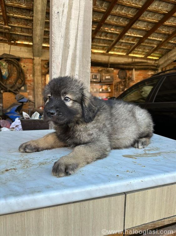 Šarplaninac, štenad | Halo Oglasi