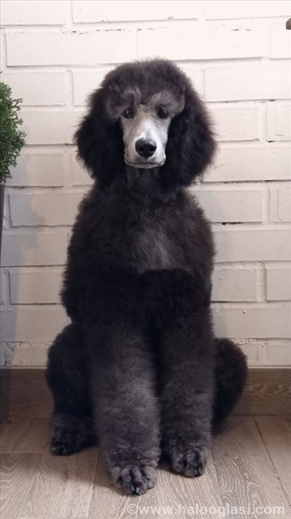 Srebrna (velika kraljevska) standard pudla, štenci | Halo Oglasi